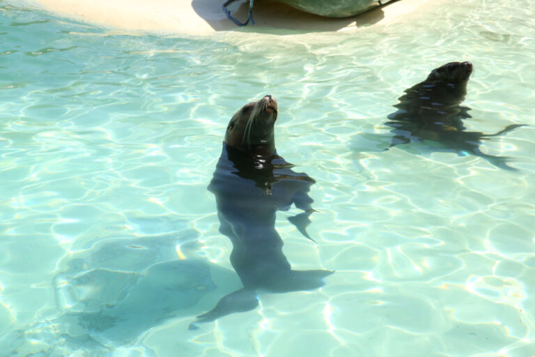 Mont mosan otaries perroquets, Mont Mosan à Huy